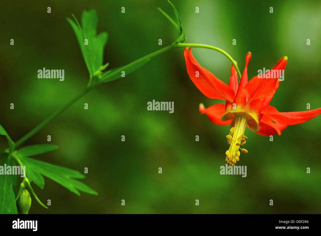 Columbine Wildflower in the Columbia River Gorge National Scenic Area ...