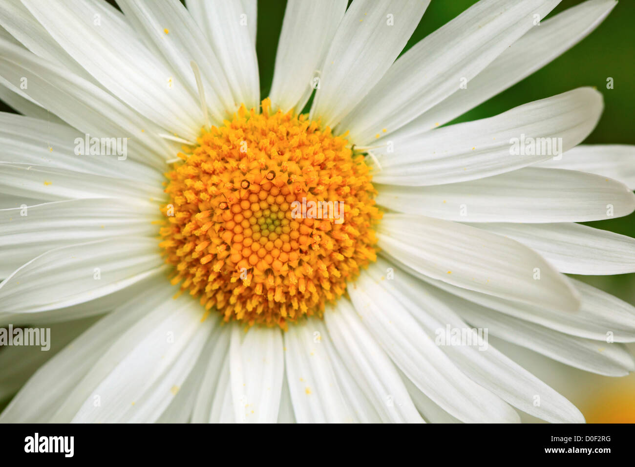 Wild daisy in the Columbia River Gorge National Scenic Area, Oregon ...