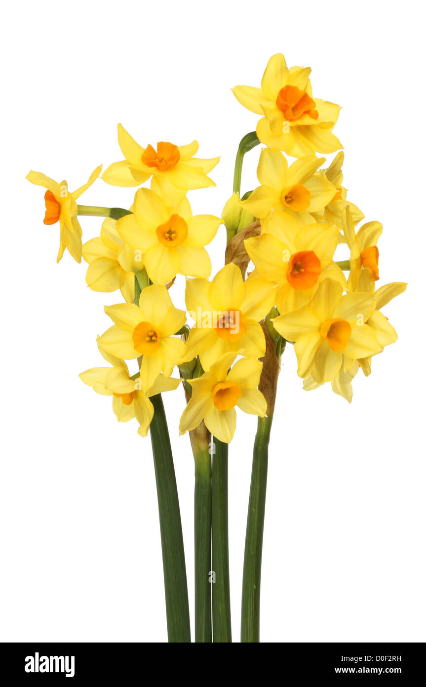 Bunch of miniature multi-headed daffodil flowers isolated against white ...