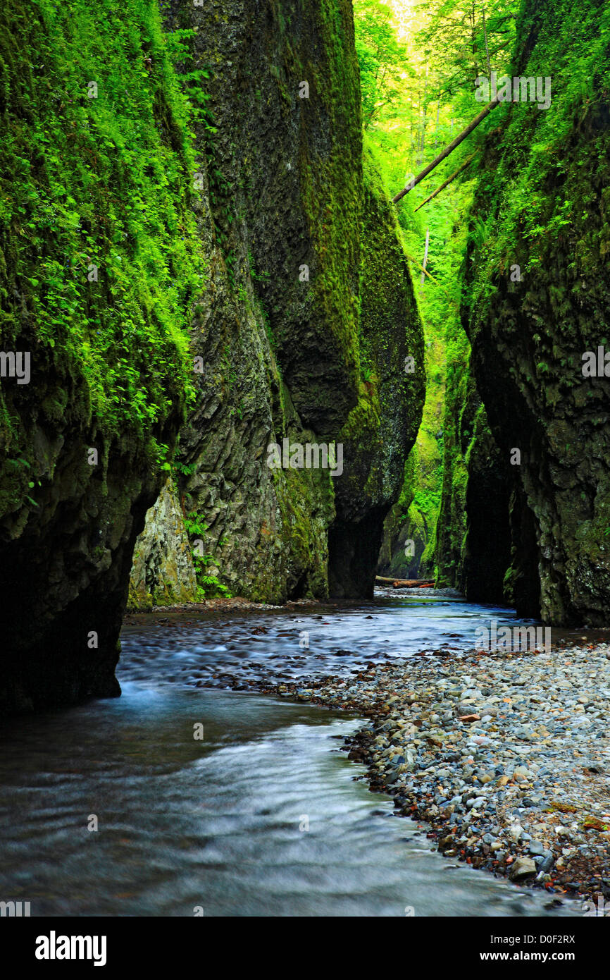 Oneonta Gorge in the Columbia River Gorge National Scenic Area, Oregon ...