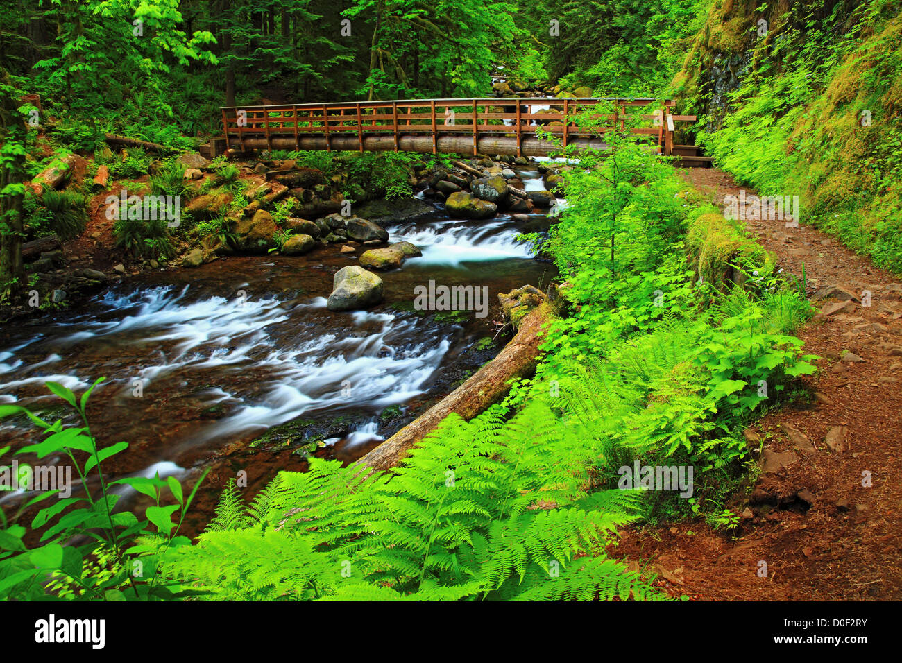 Hiking Bridge Over Oneonta Creek in the Columbia River Gorge National ...