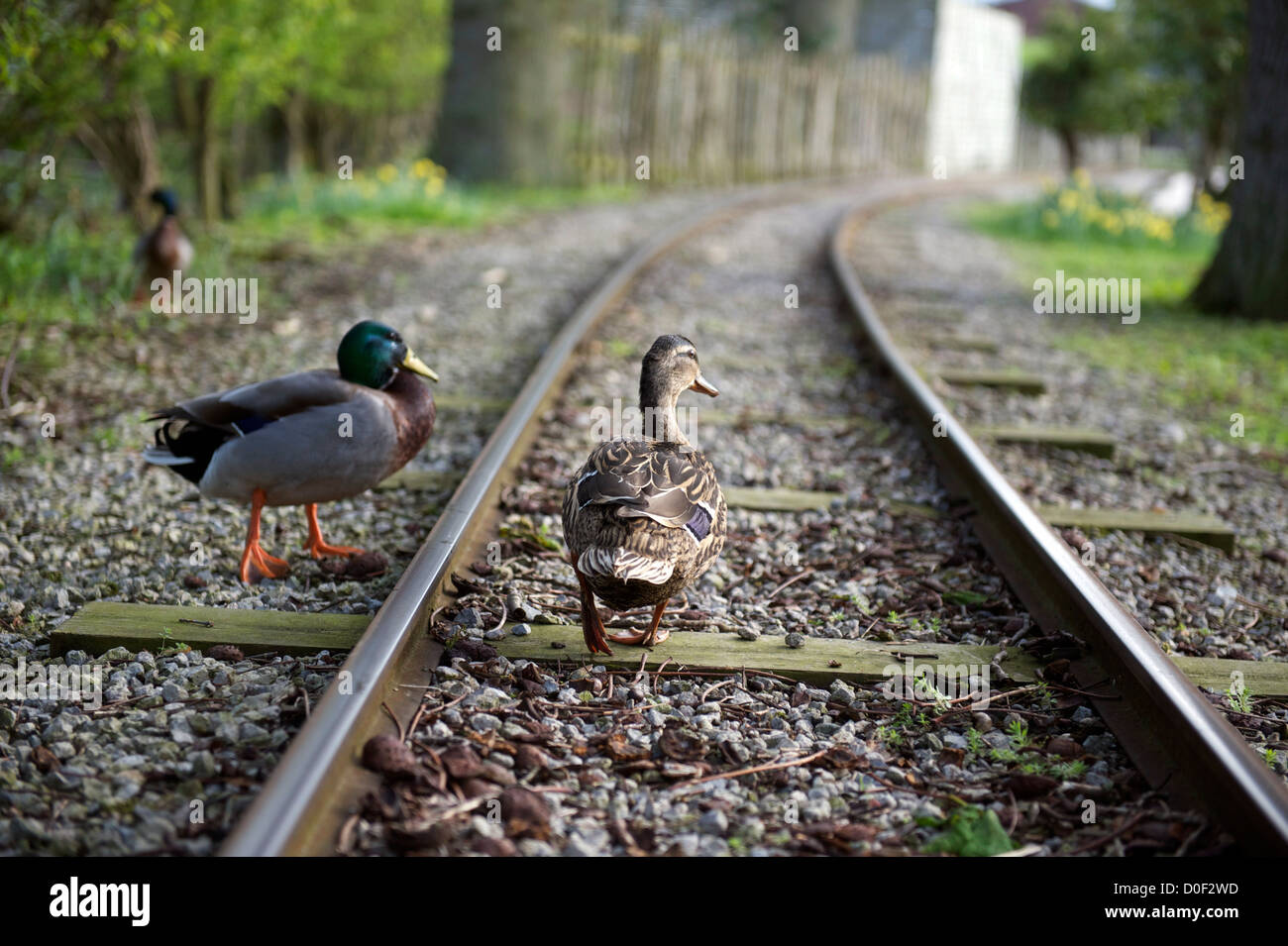 Ducks on the train line at Flamingo park zoo Stock Photo - Alamy