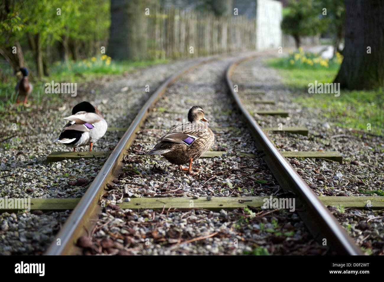 Ducks on the train line at Flamingo park zoo Stock Photo - Alamy