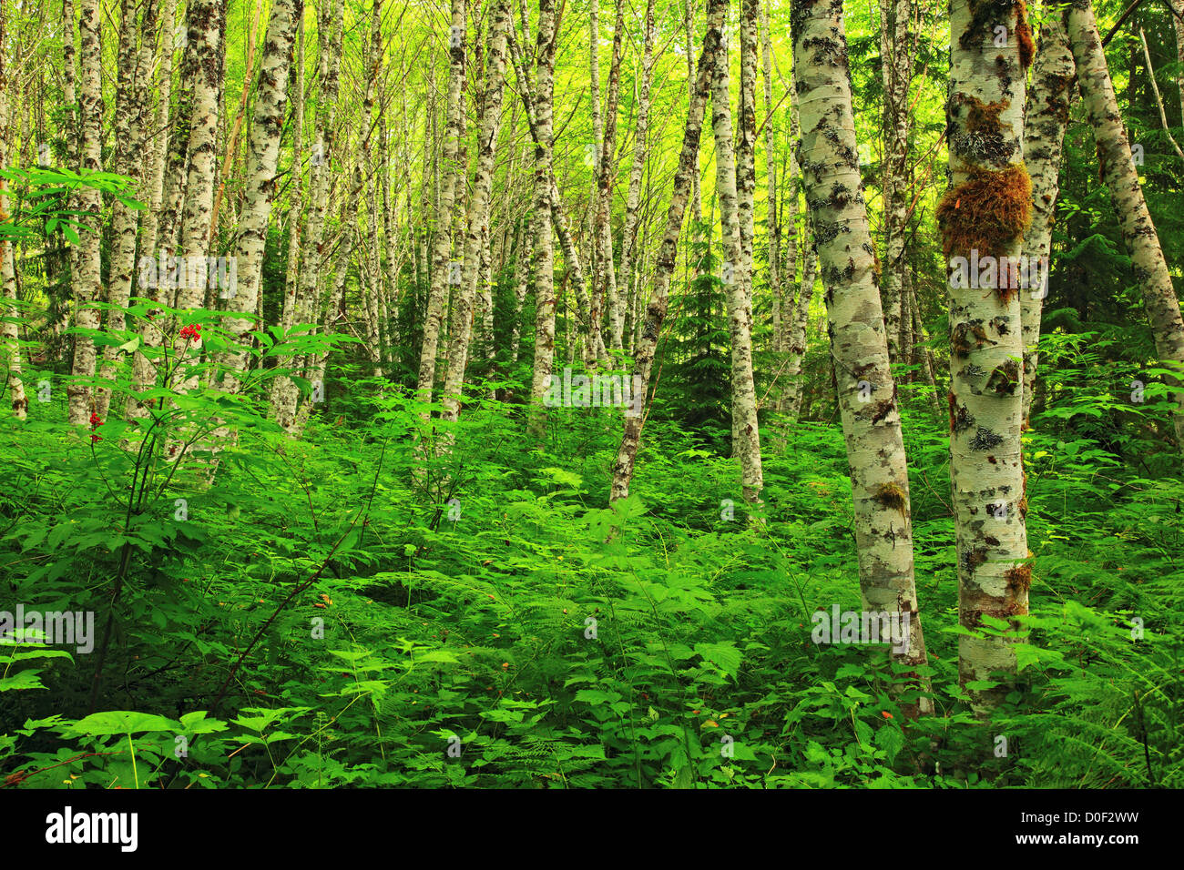 Birch trees along the Elliott Creek Trail in the Henry M Jackson ...