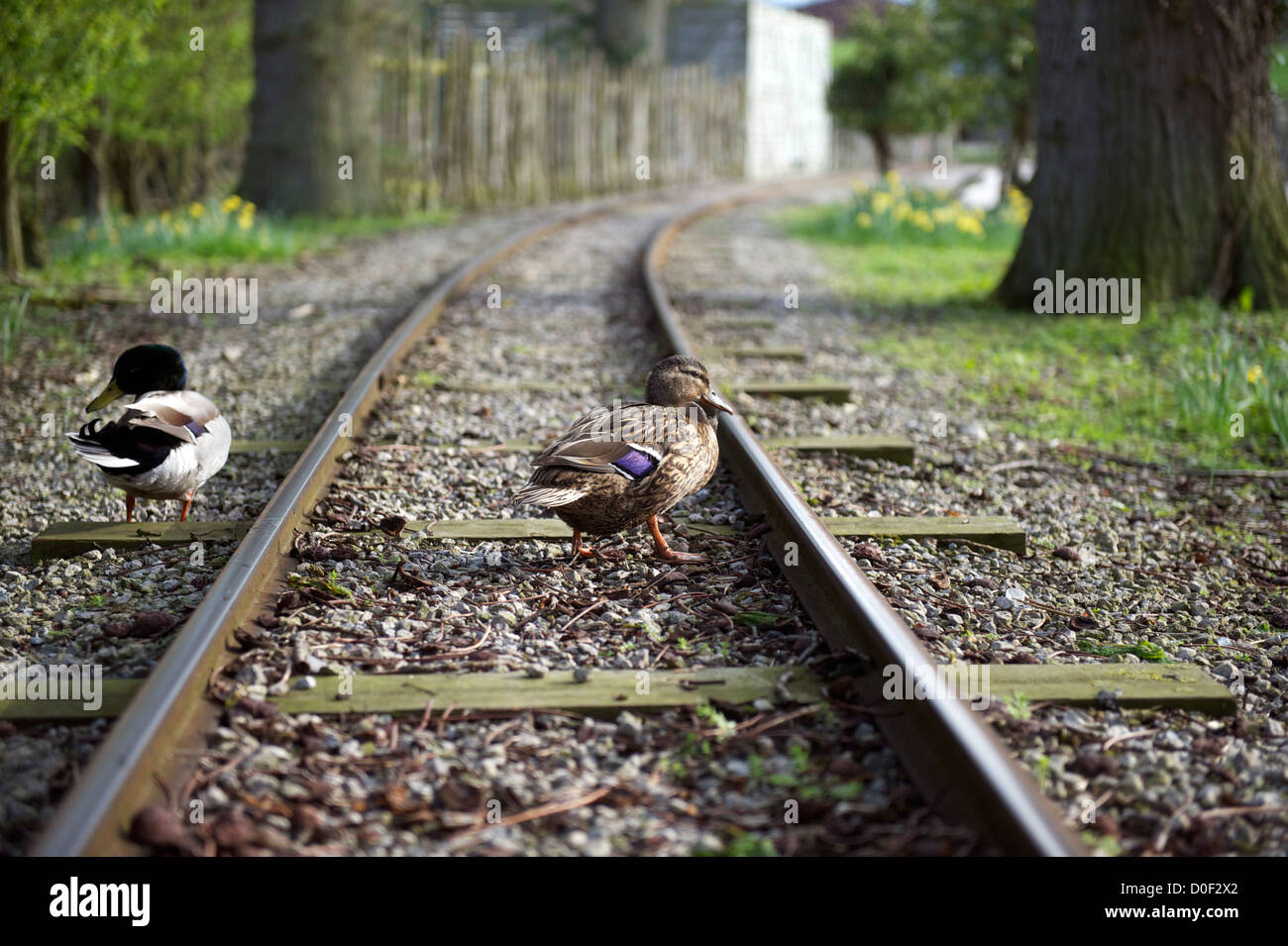 Ducks on the train line at Flamingo park zoo Stock Photo - Alamy