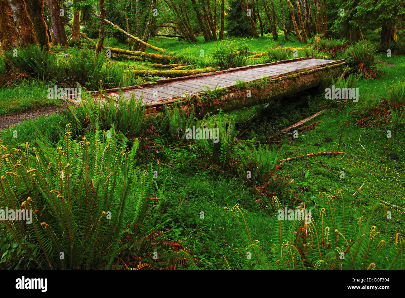 Spruce Maple Trail and hiking bridge in Olympic National Park ...