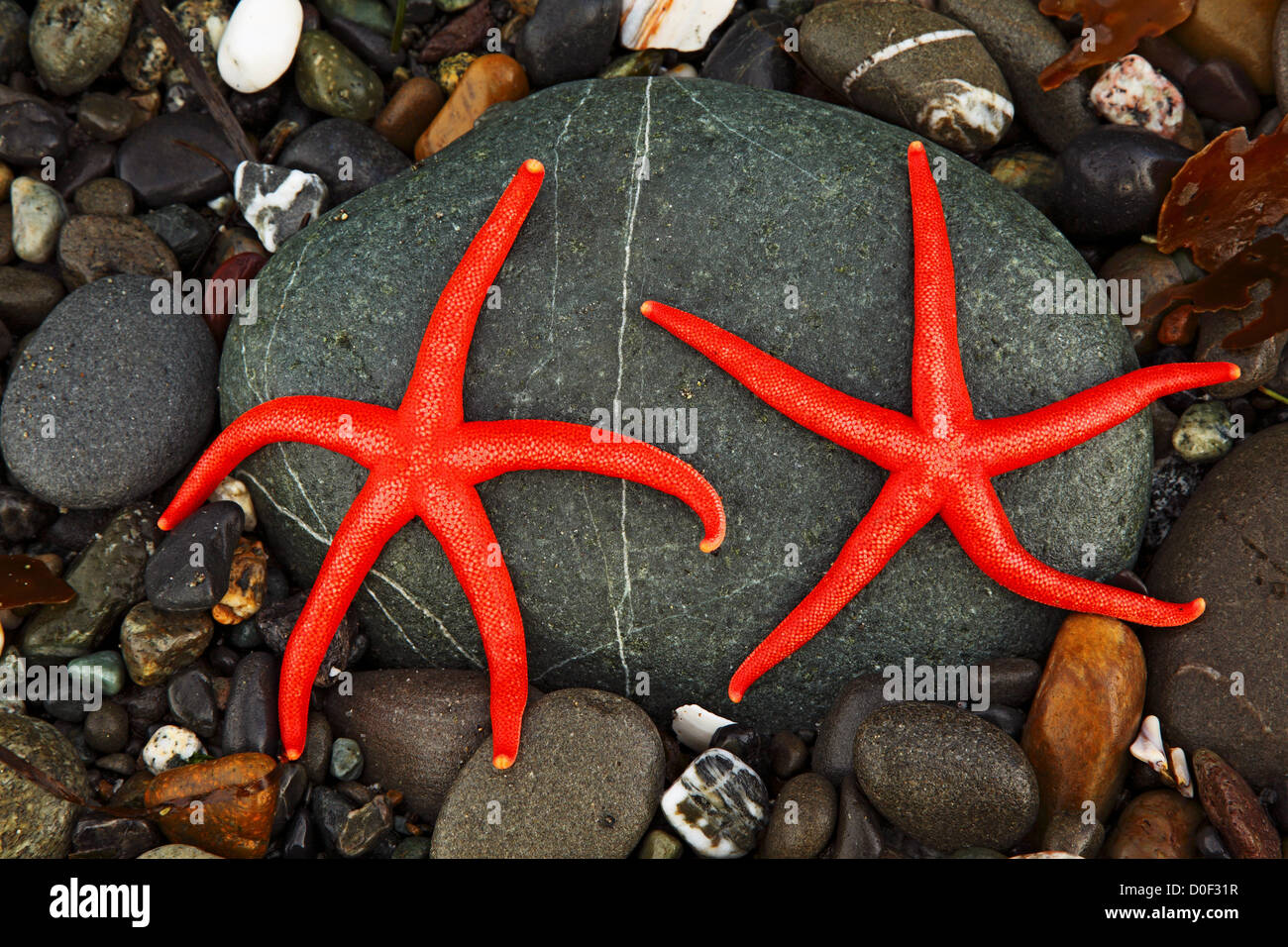 Starfish on a rock in the New Dungeness Spit National Recreation Area ...