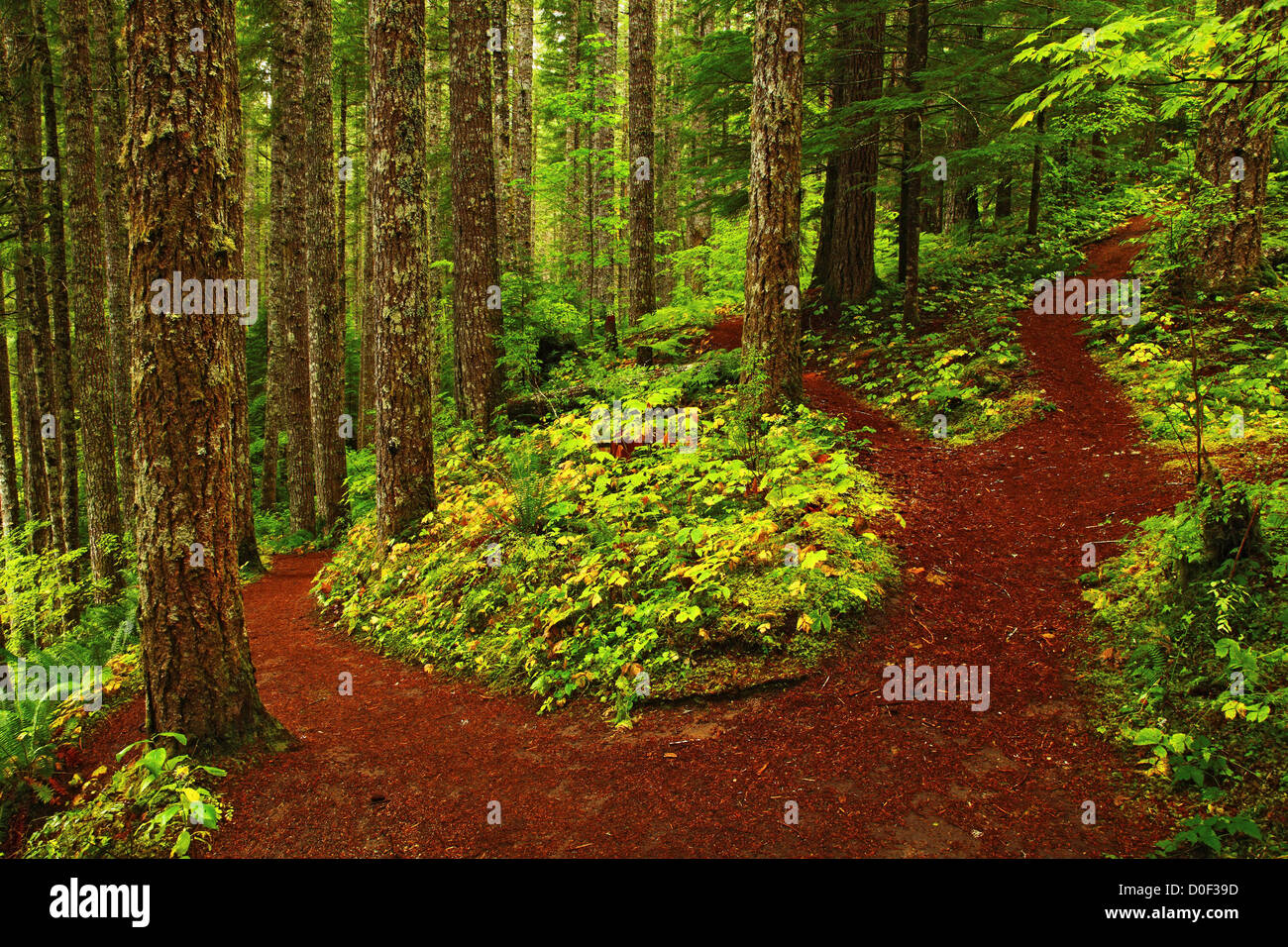 Forest trail Junction along the Lewis River trail Stock Photo - Alamy