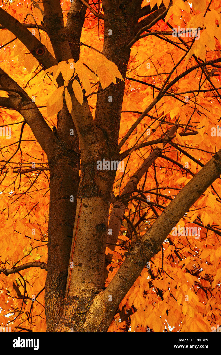 Tree showing bright fall color Stock Photo - Alamy