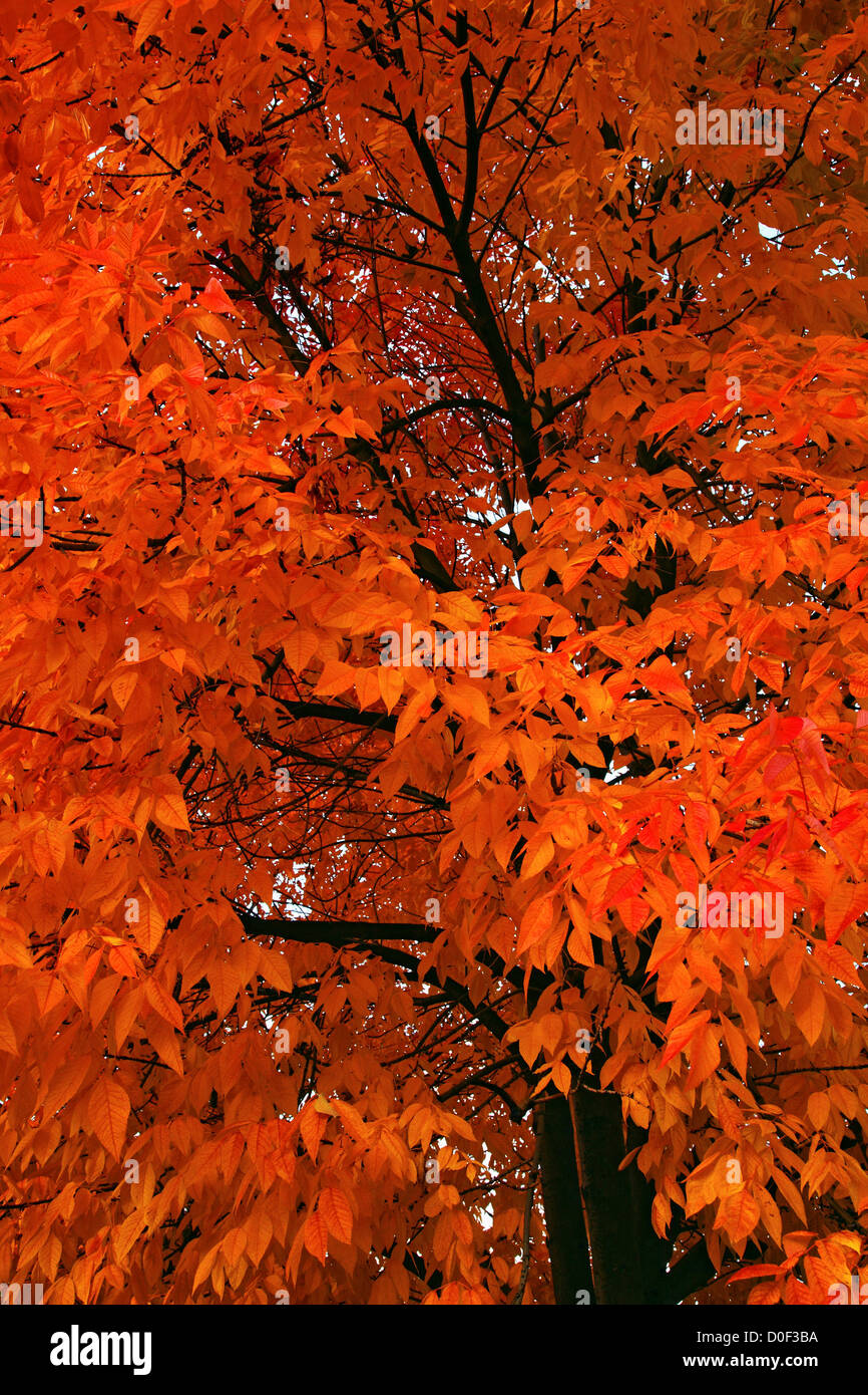 Tree showing bright fall color Stock Photo - Alamy