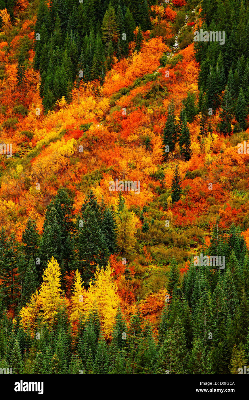 Fall color view from Stevens Pass Stock Photo - Alamy