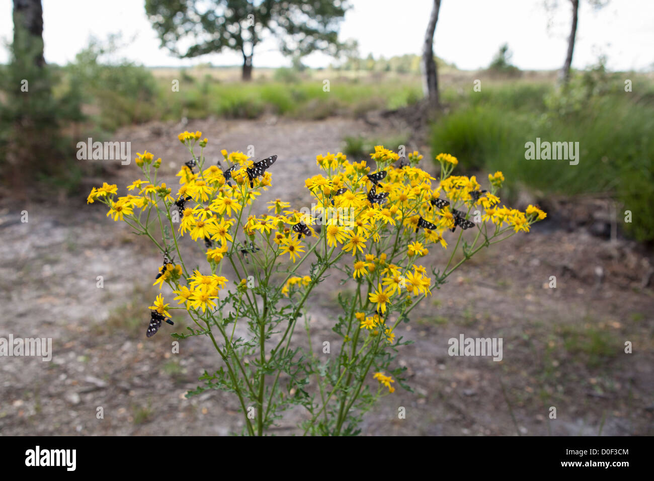 Butterflies of europe insects hi-res stock photography and images - Alamy