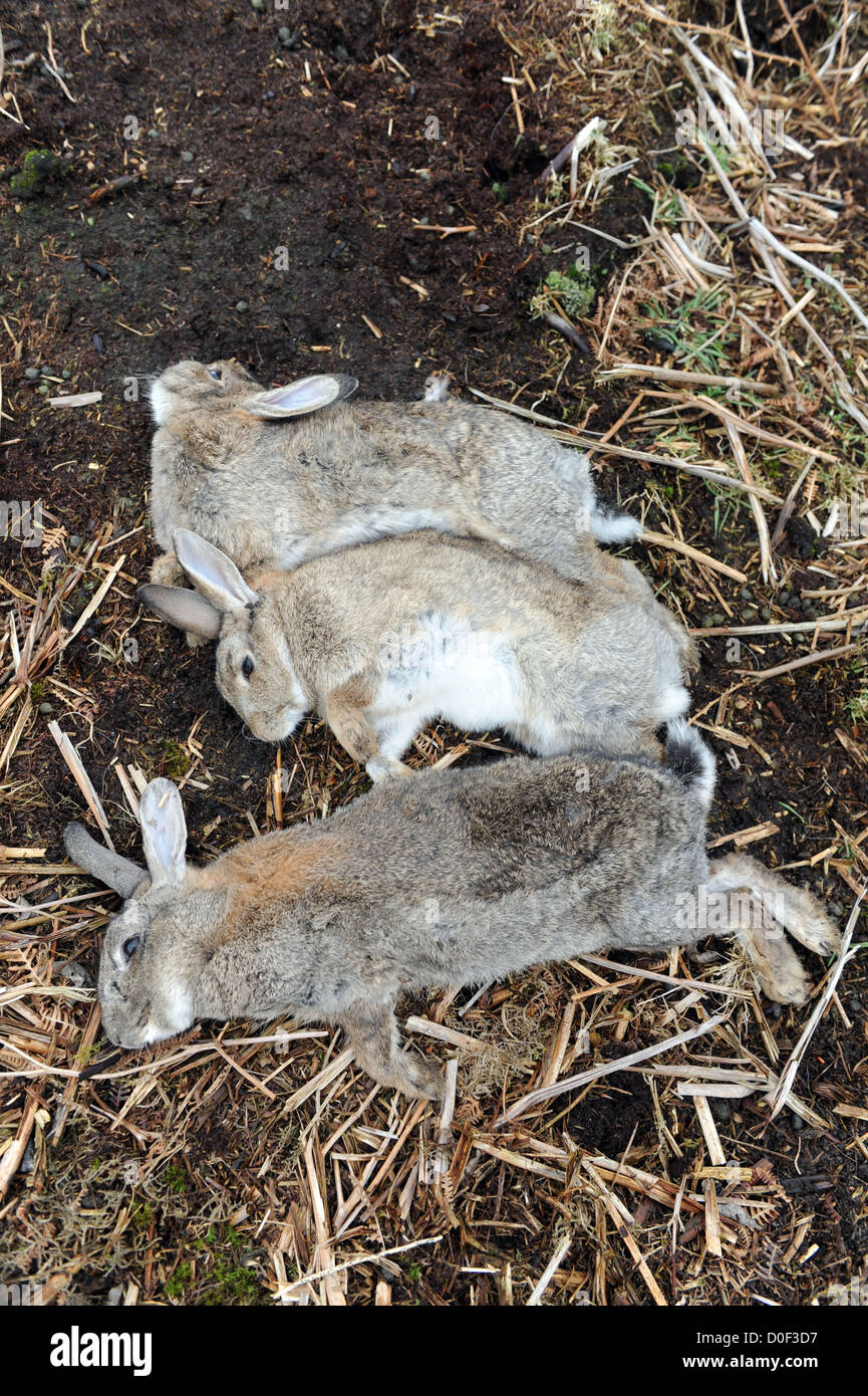Dead rabbits hi-res stock photography and images - Alamy