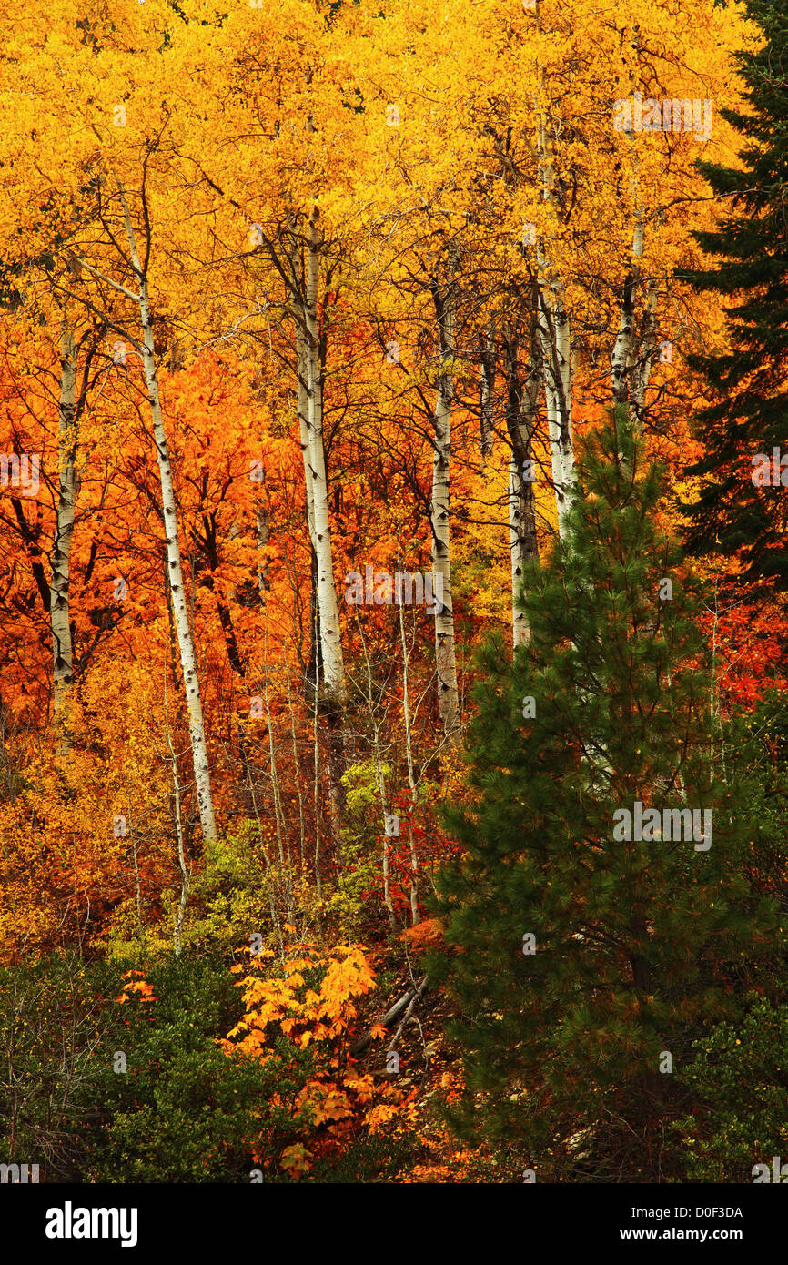 Aspens showing bright fall color Stock Photo - Alamy