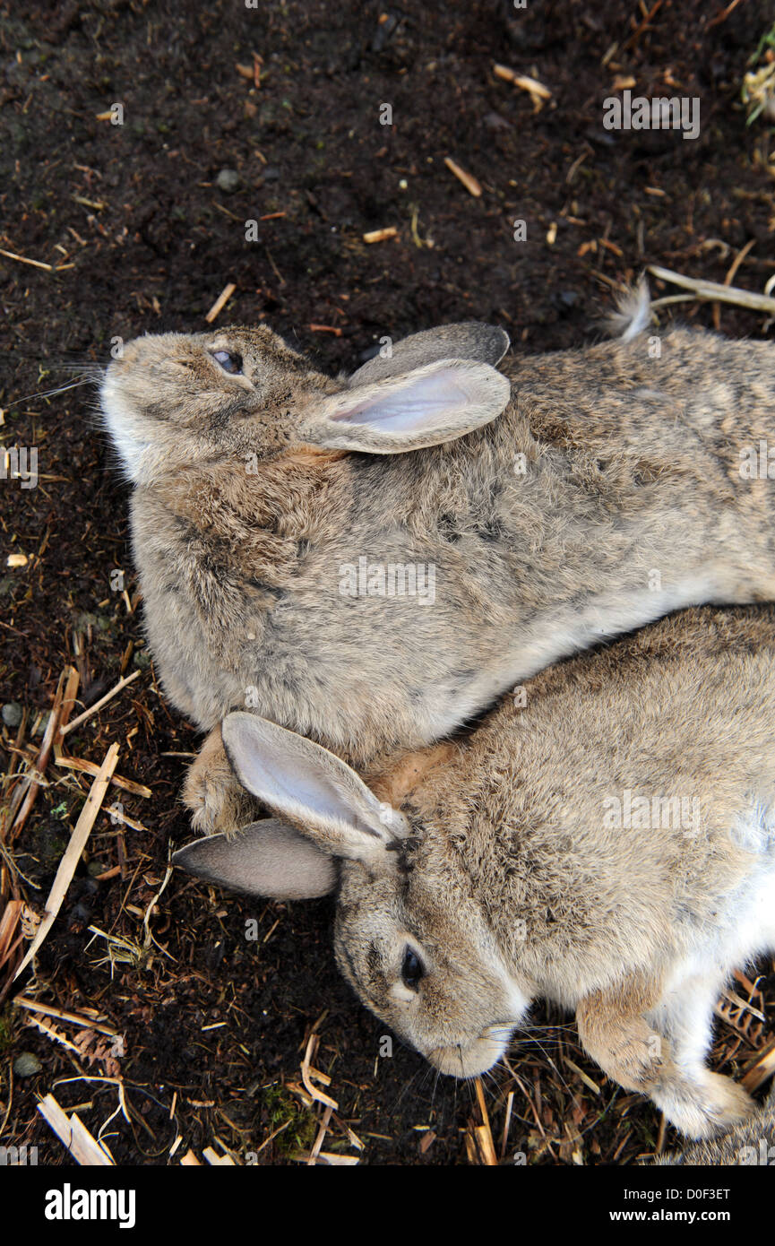 Dead rabbits hi-res stock photography and images - Alamy