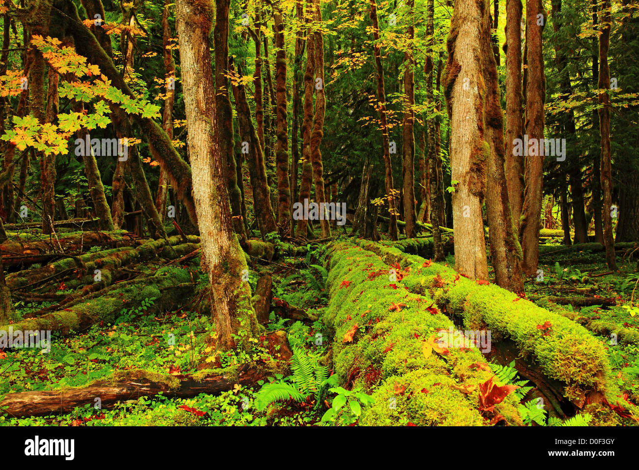 Maple grove showing fall color along Lewis River trail Stock Photo - Alamy