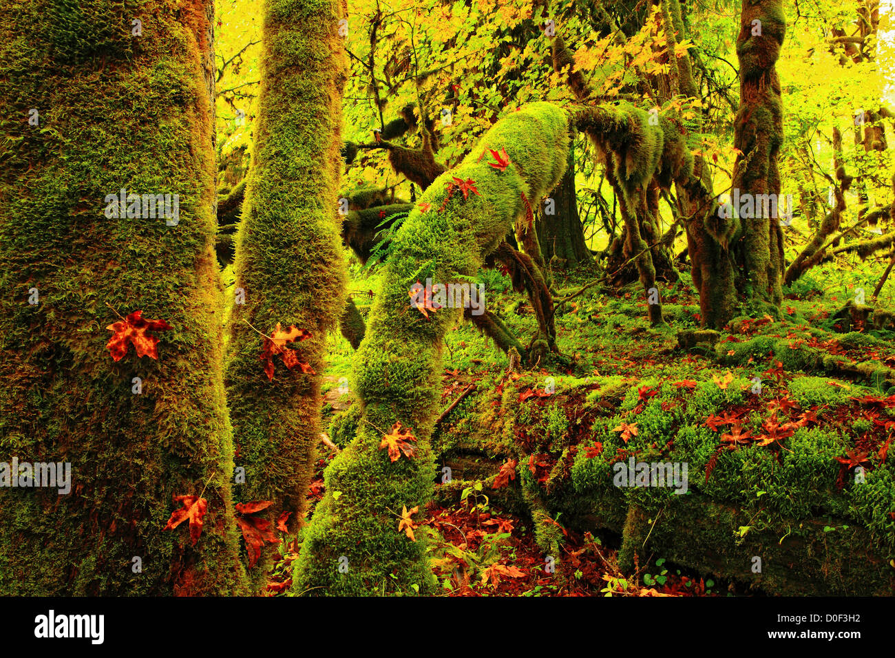 Usa washington maple grove hi-res stock photography and images - Alamy