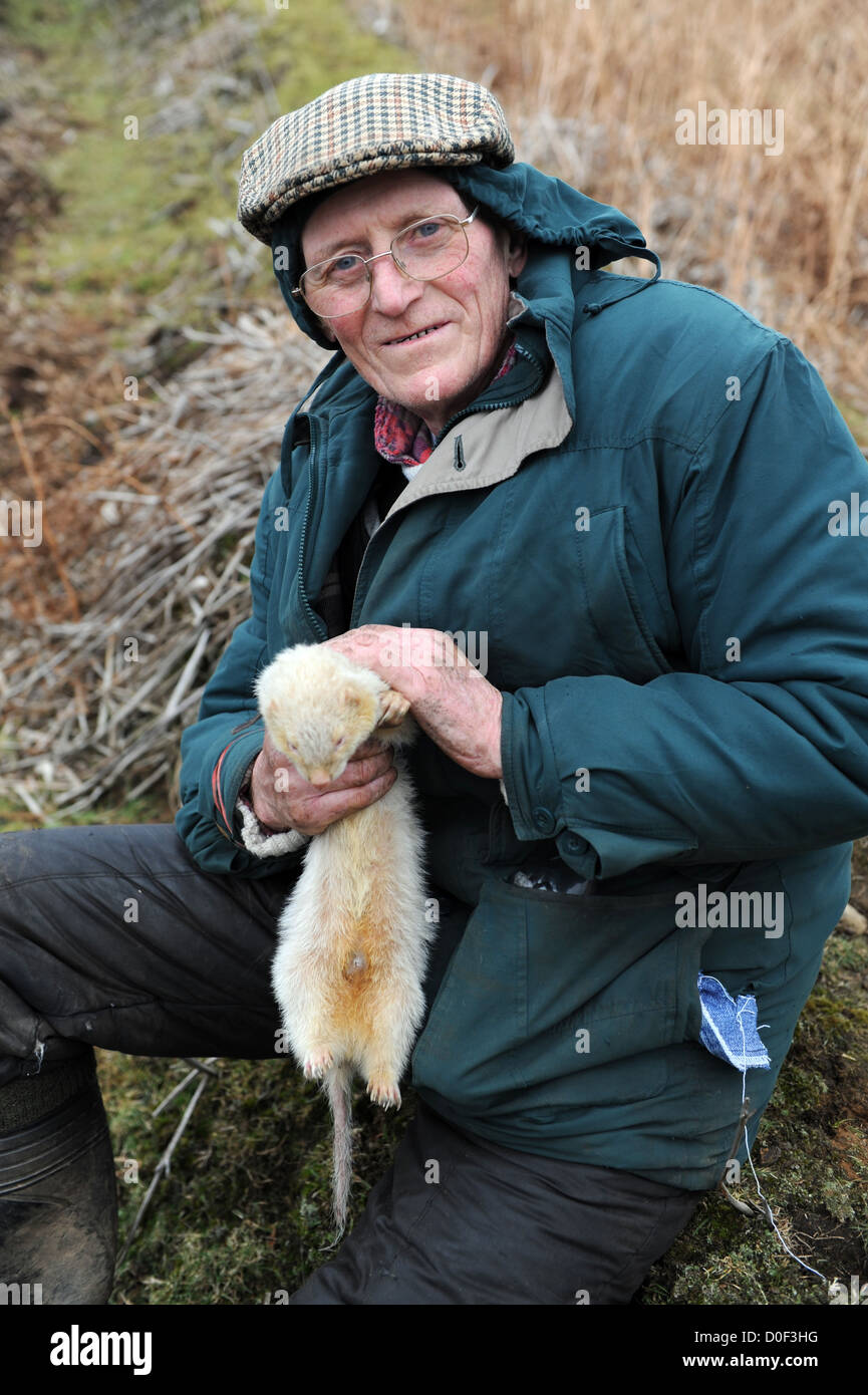 Ferreting for rabbits hi-res stock photography and images - Alamy