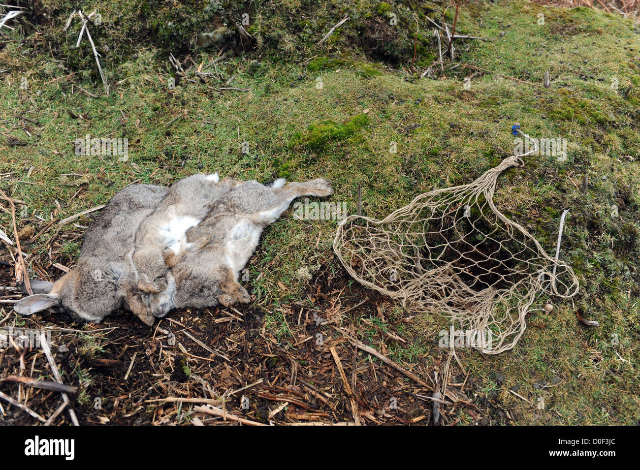 Rabbit holes uk hi-res stock photography and images - Alamy