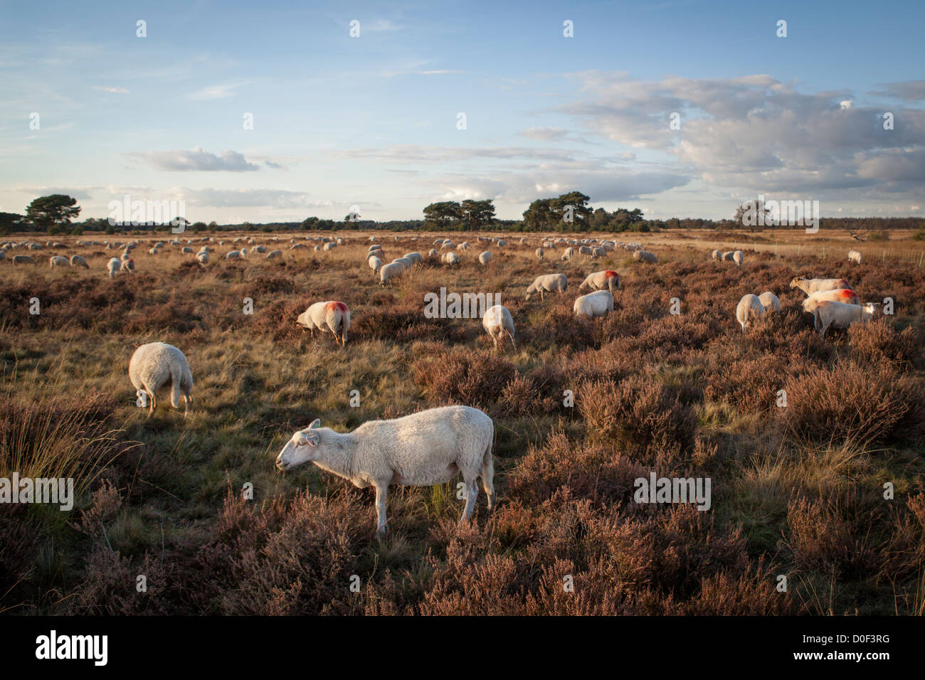 Bio sheep hi-res stock photography and images - Alamy