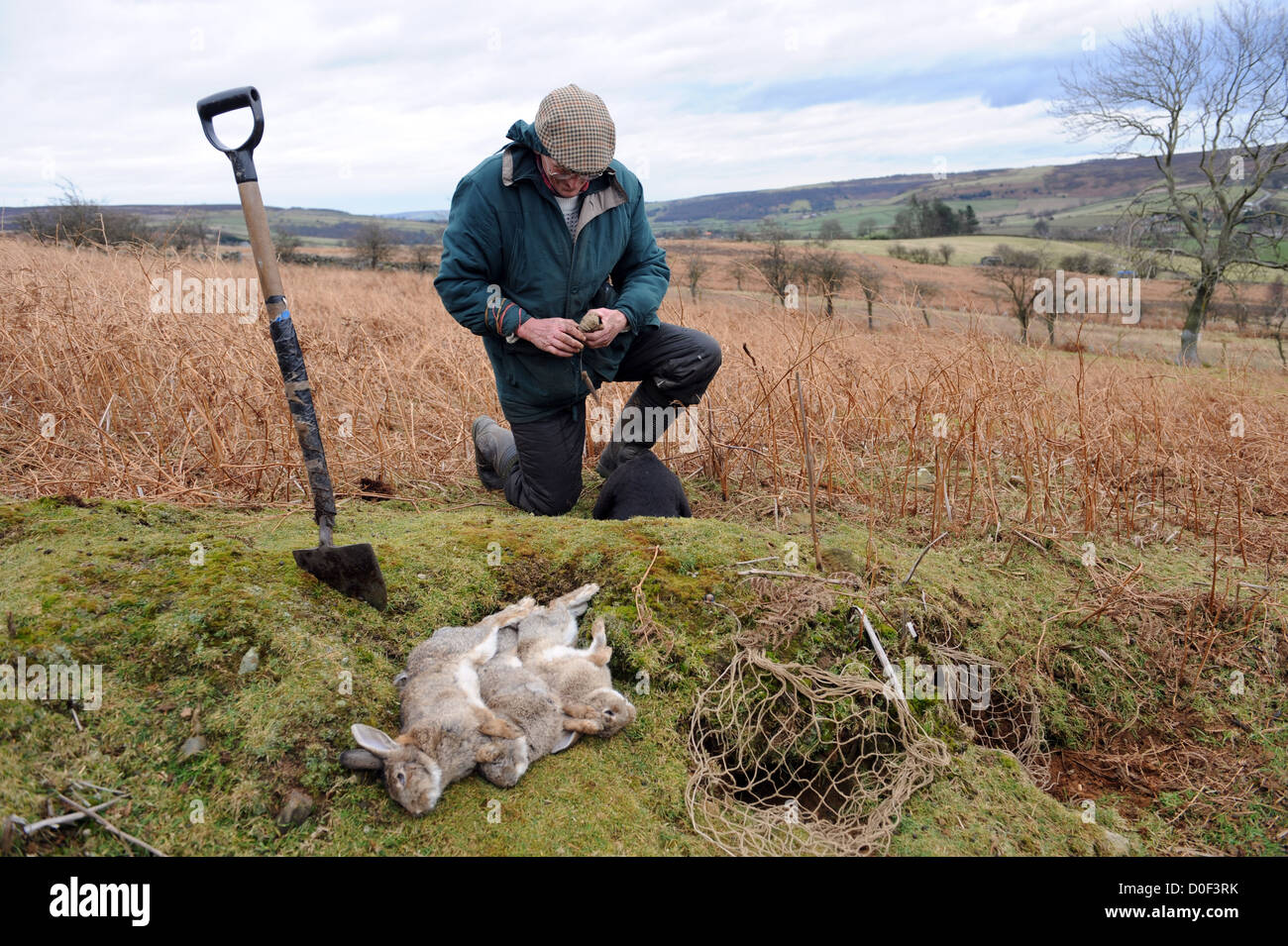 Searching for ferrets down rabbit hole with radio receiver Stock Photo ...