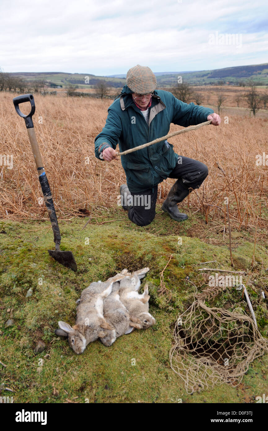 Searching for ferrets down rabbit hole with radio receiver Stock Photo ...
