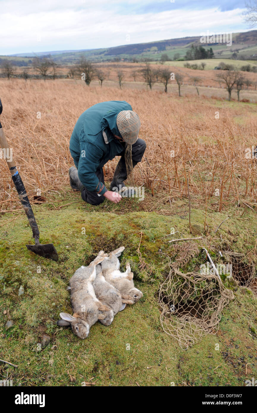 Rabbit holes uk hi-res stock photography and images - Alamy