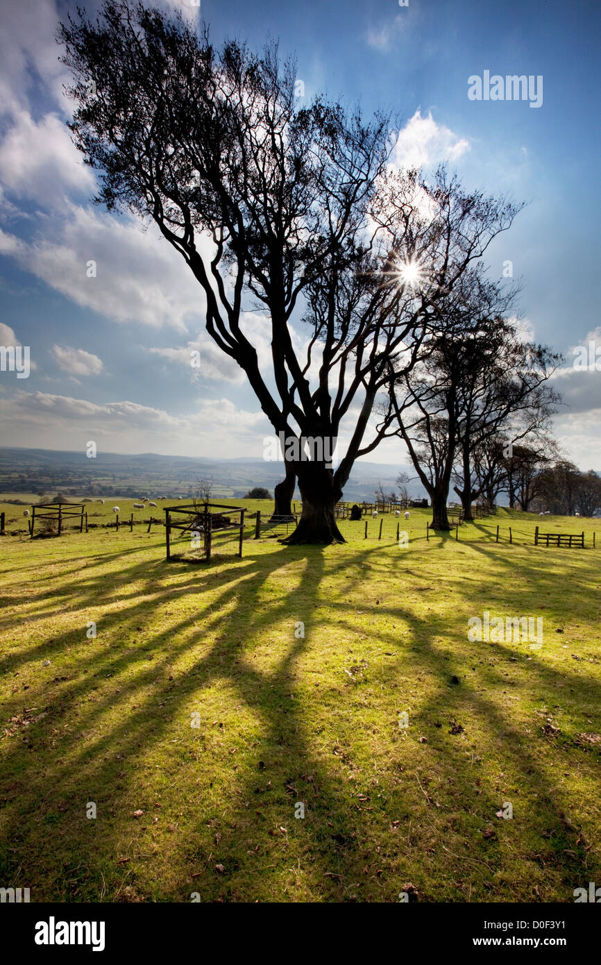 Sunlight through Linley Beeches on Linley Hill, Shropshire, England, UK ...