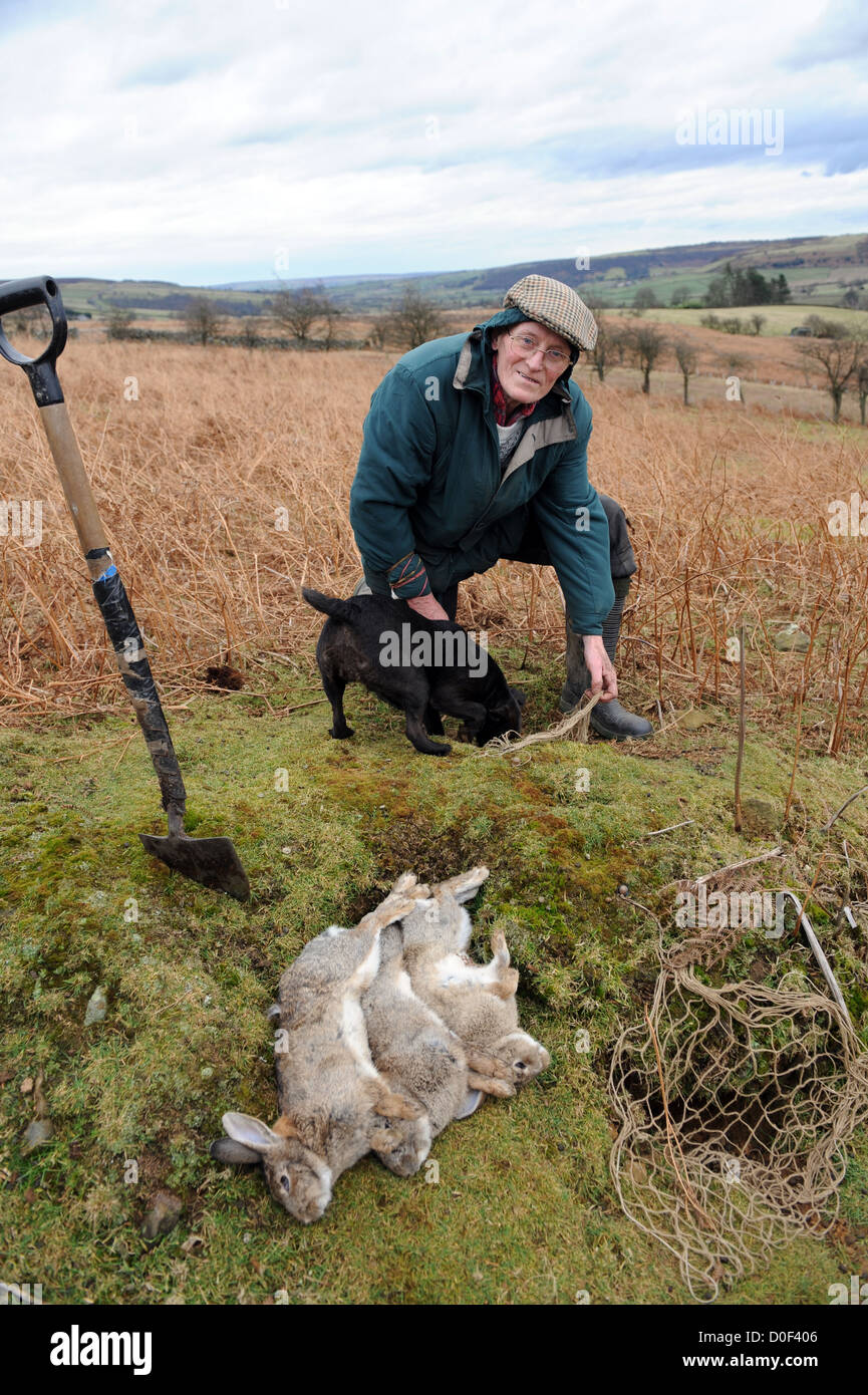 Rabbit holes uk hi-res stock photography and images - Alamy