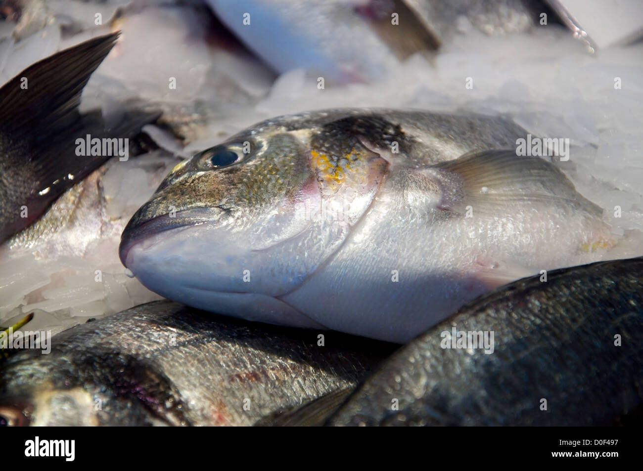 Just caught Gilthead seabream, frozen on ice Stock Photo - Alamy
