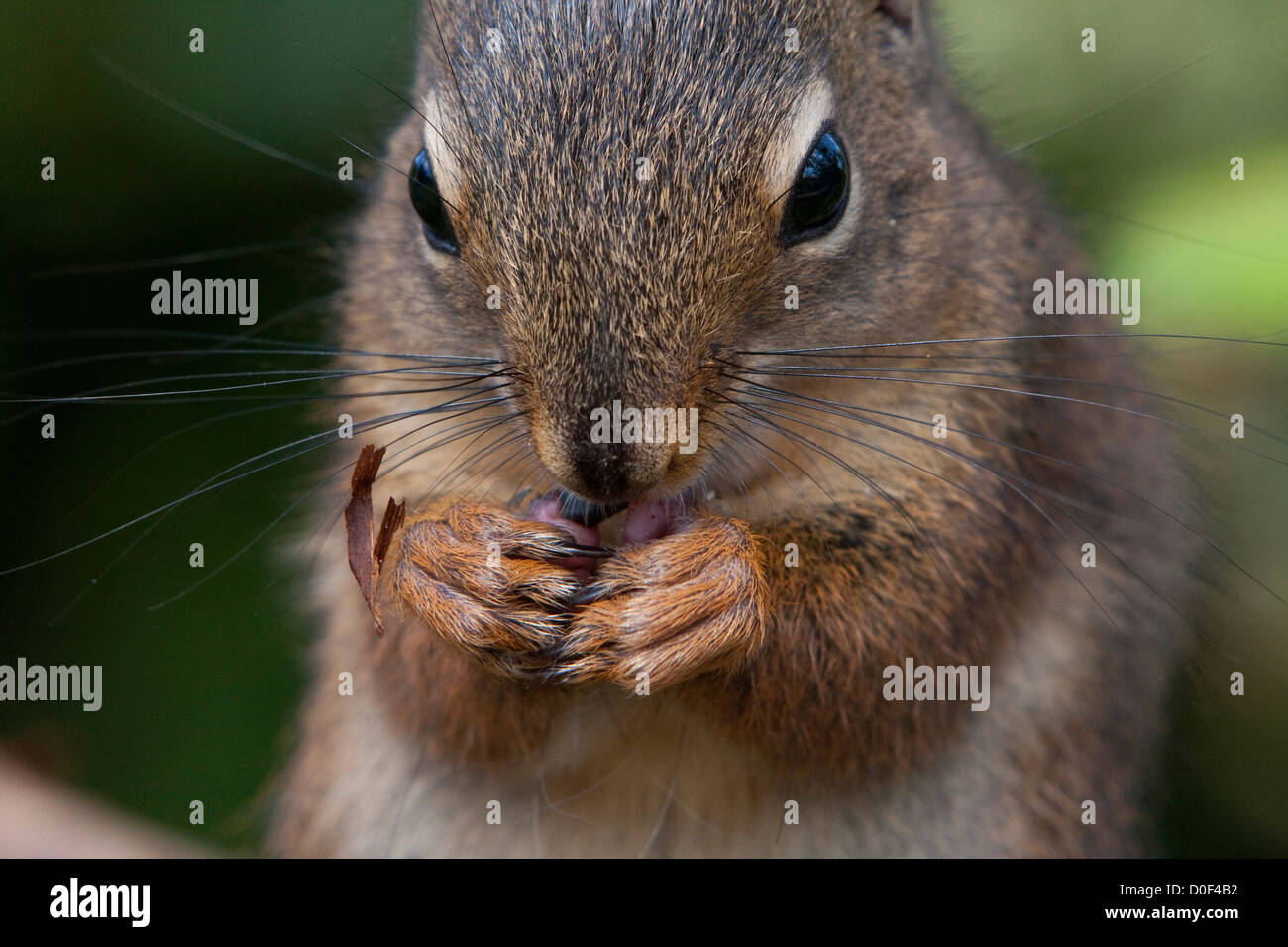 A young American Red Squirrel (Tamiasciurus hudsonicus) close-up ...