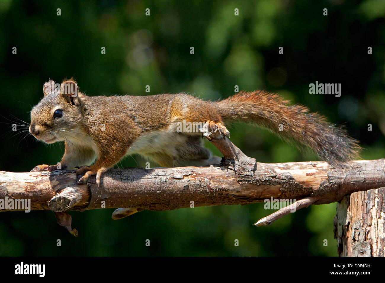 American Red Squirrel (Tamiasciurus hudsonicus) running along a branch ...