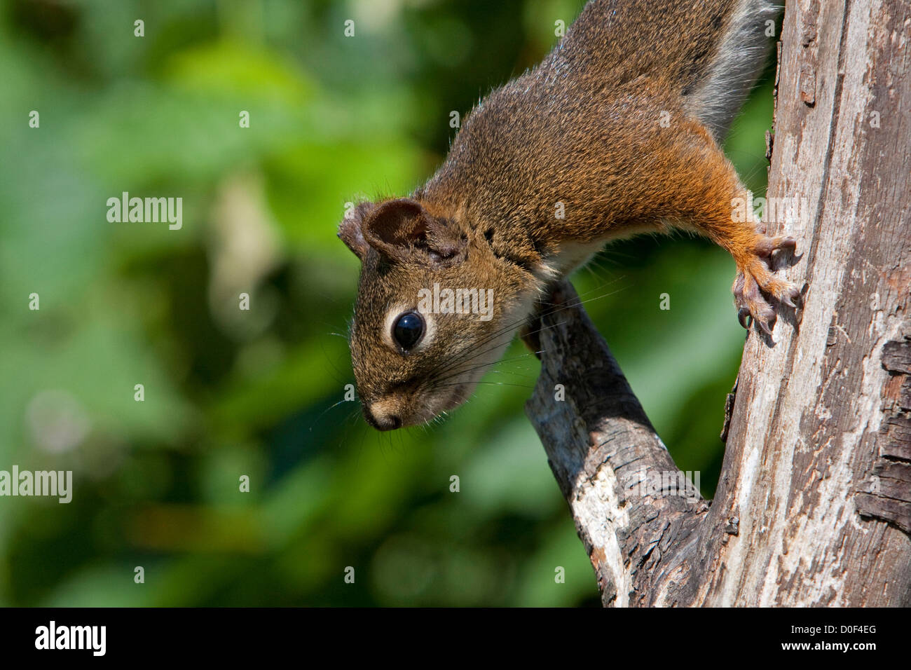 American Red Squirrel (Tamiasciurus hudsonicus) climbing down a tree ...