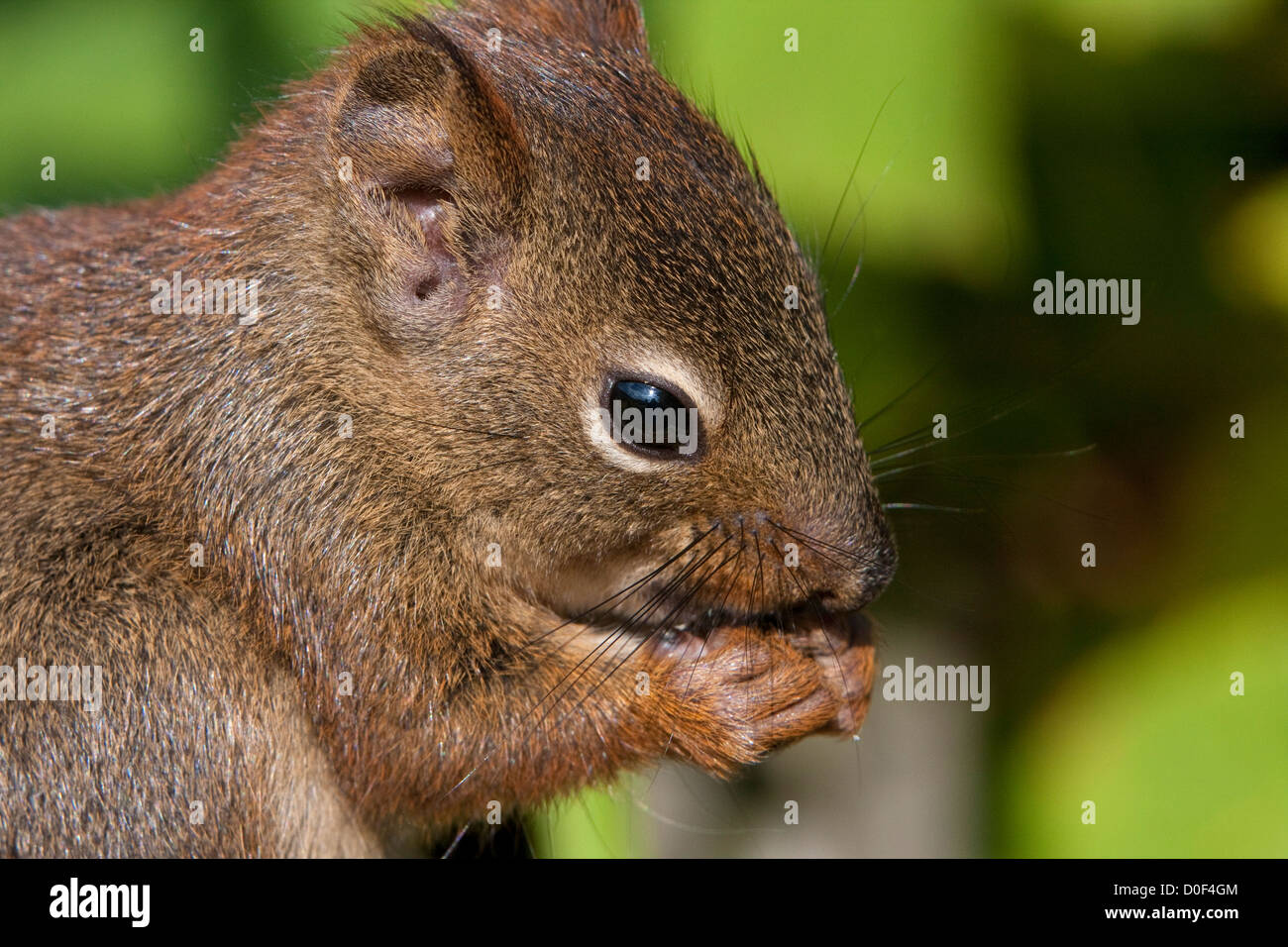 A young American Red Squirrel (Tamiasciurus hudsonicus) close-up ...