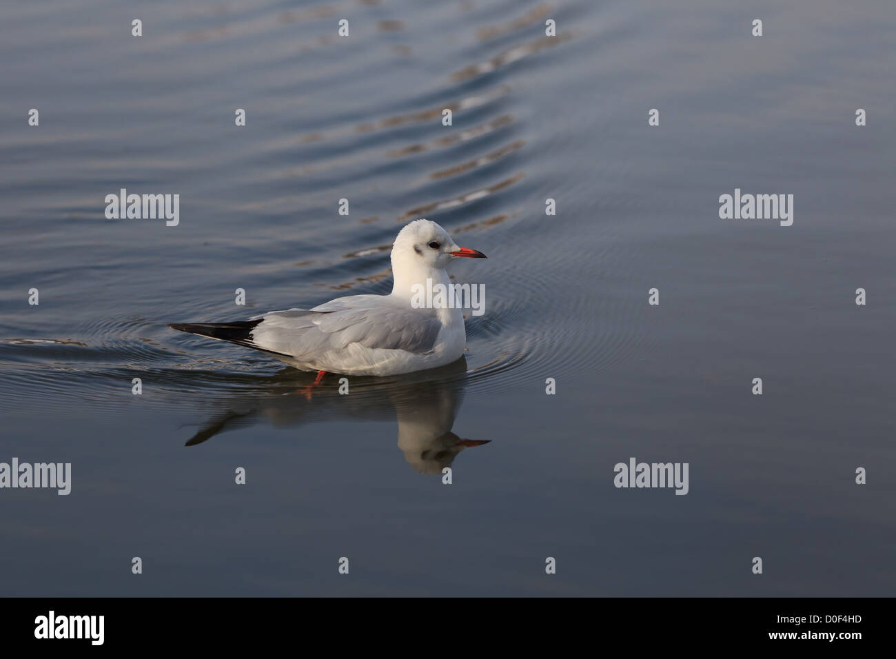 seagull on the water Stock Photo - Alamy