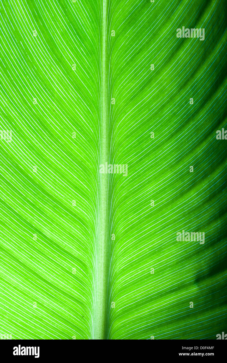 Large flat leaves hi-res stock photography and images - Alamy