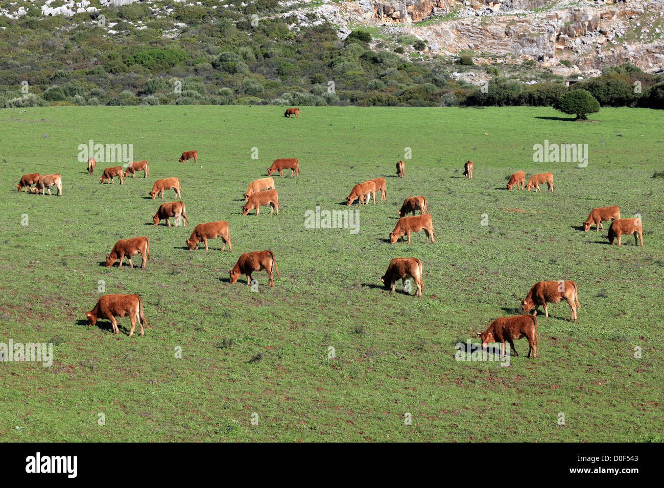 Cows on a pasture in Andalusia, southern Spain Stock Photo - Alamy