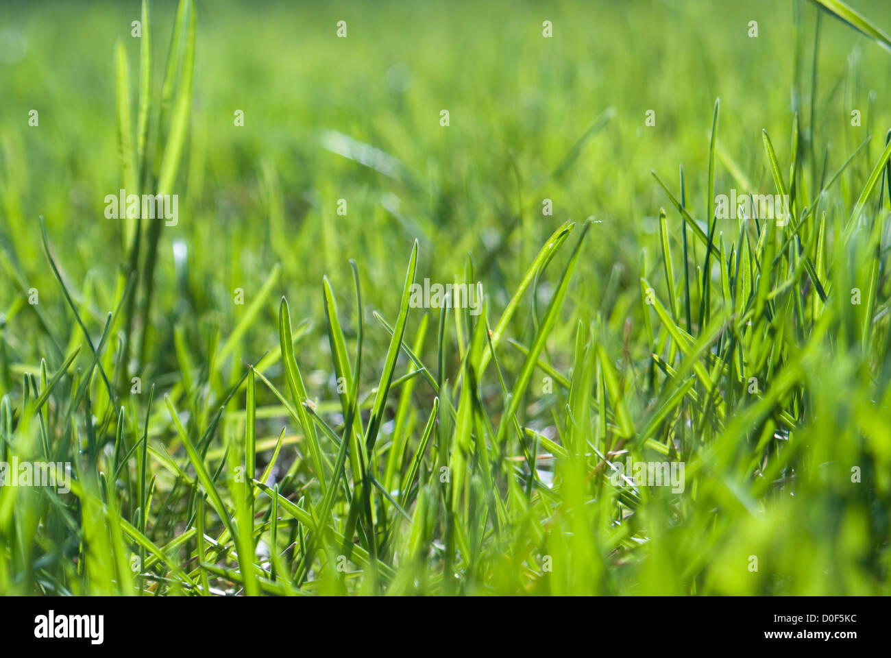 Grass nature nature base hi-res stock photography and images - Alamy