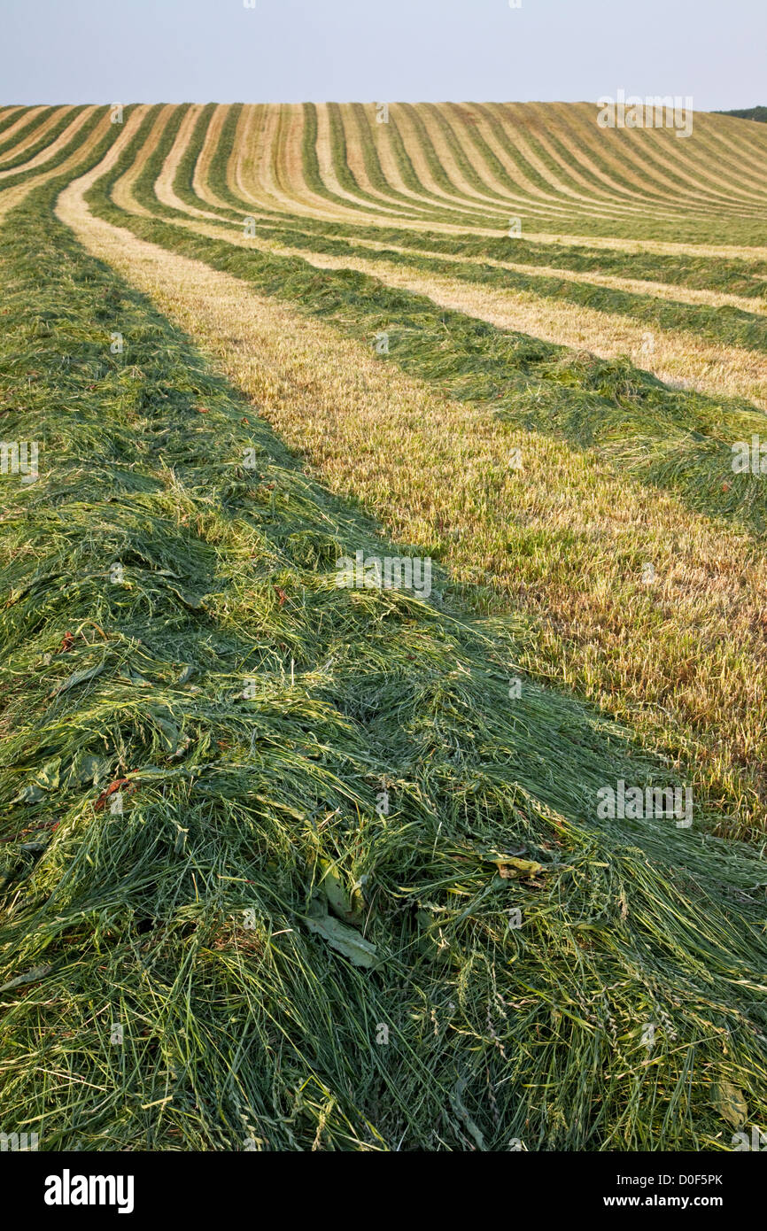 Lifting silage hi-res stock photography and images - Alamy