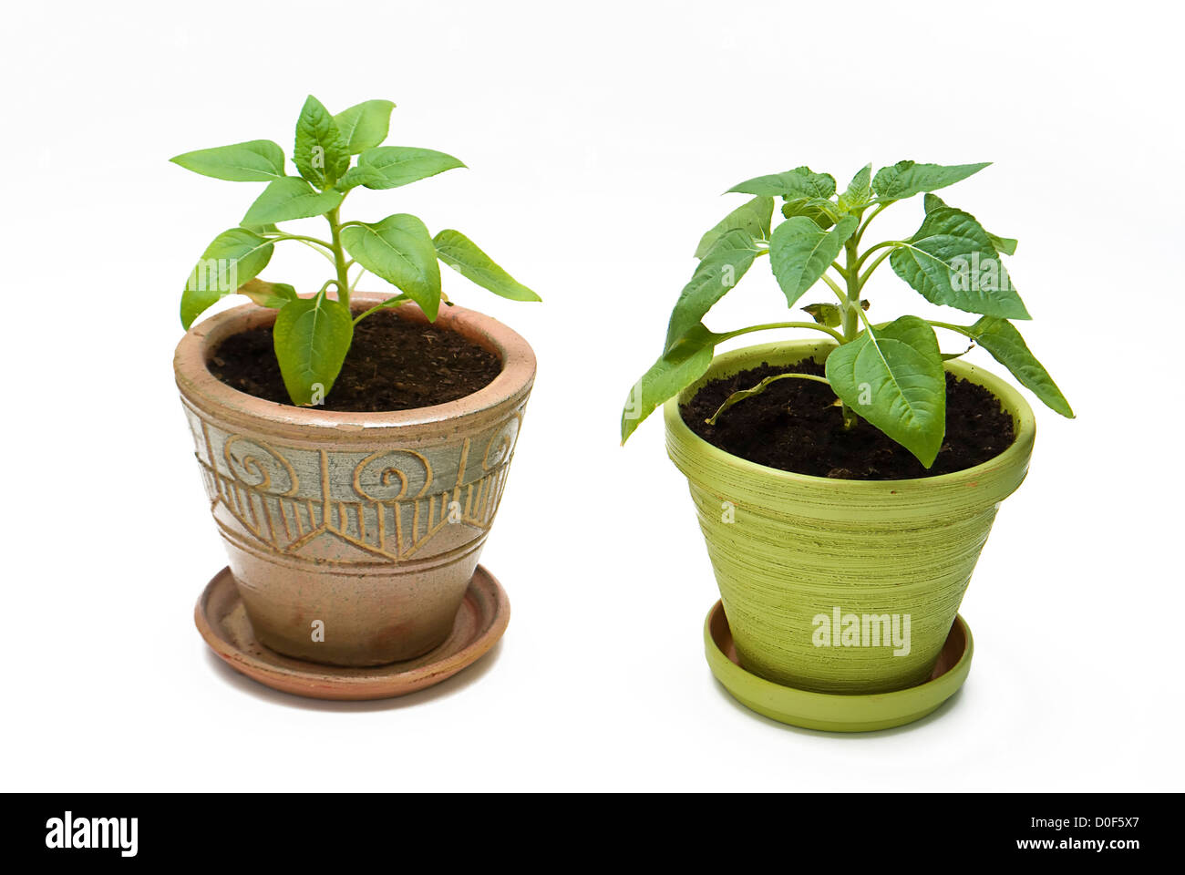 two flowers in ceramic flower pot Stock Photo - Alamy