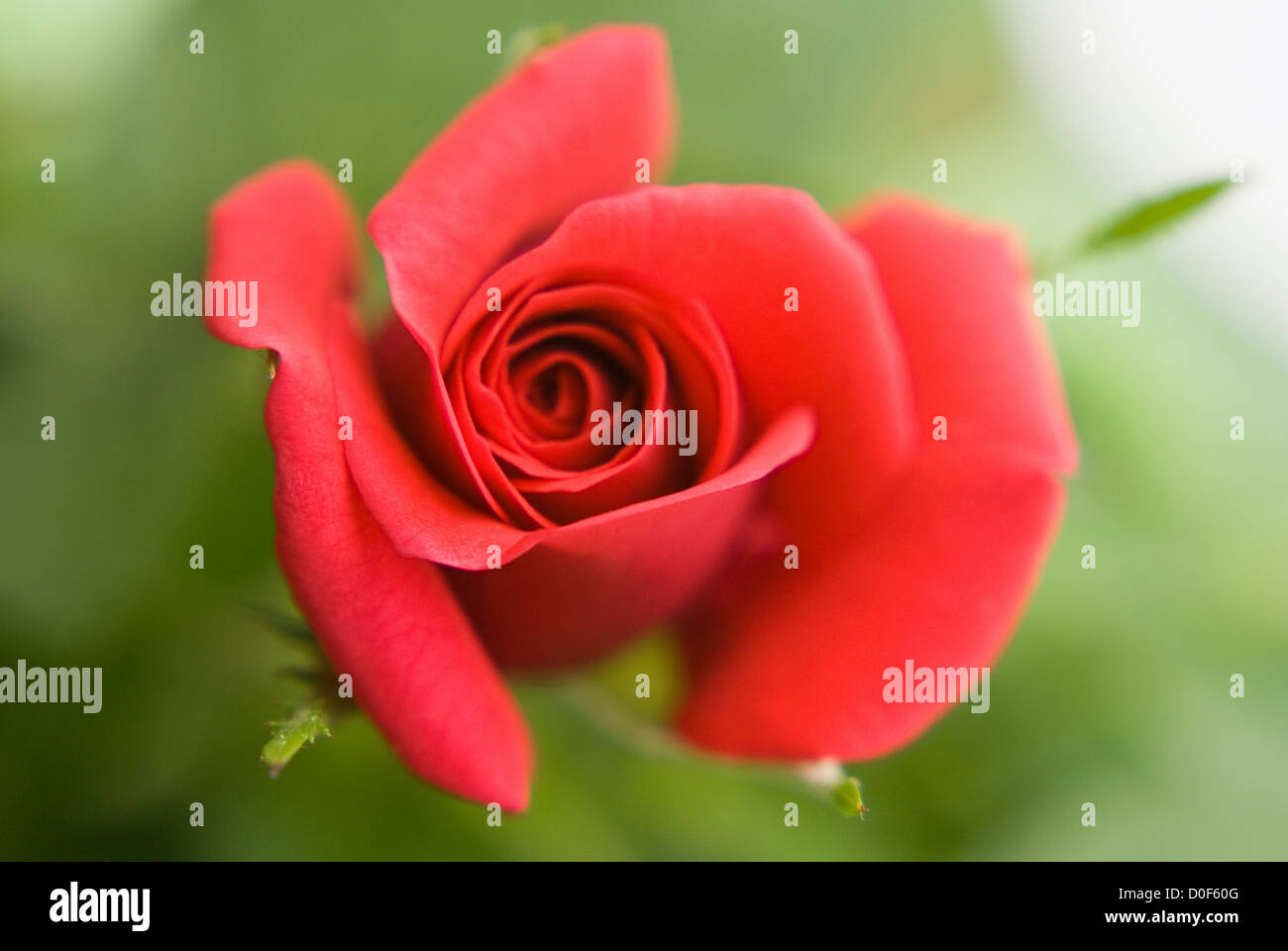 Soft open red rose Stock Photo - Alamy
