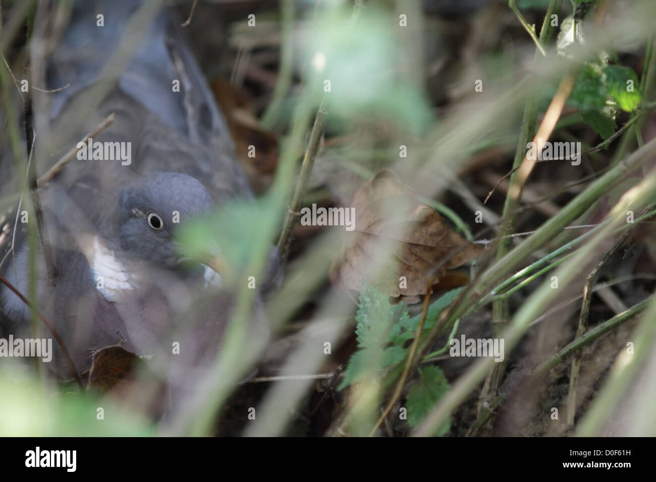 Columba bush hi-res stock photography and images - Alamy