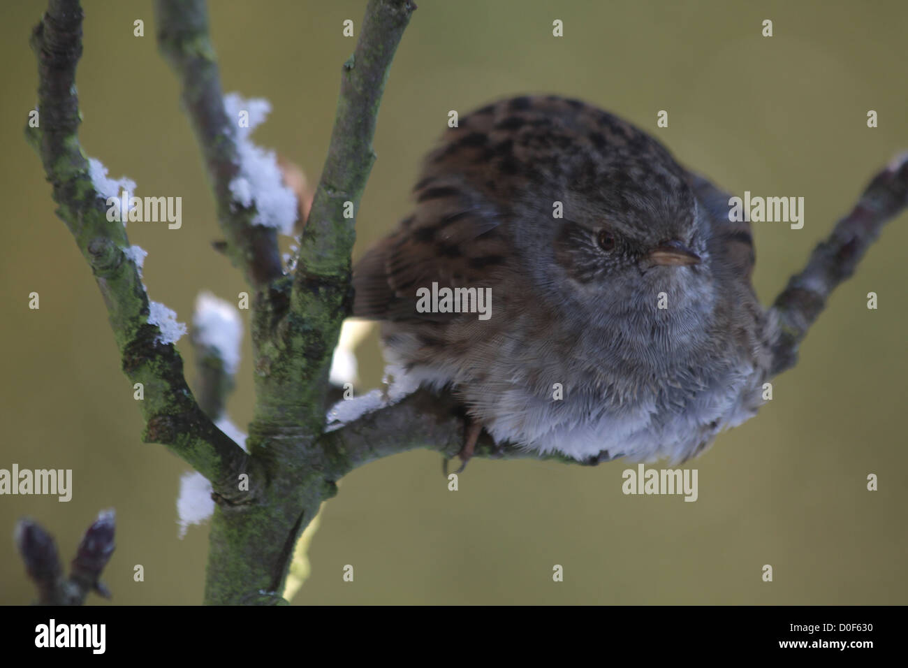 Puffed up bird hi-res stock photography and images - Alamy