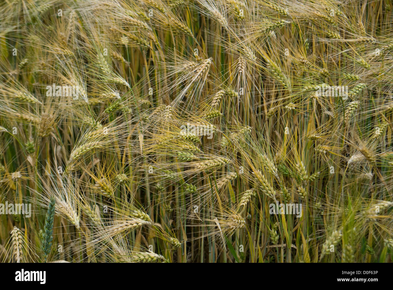 green wheat texture Stock Photo - Alamy