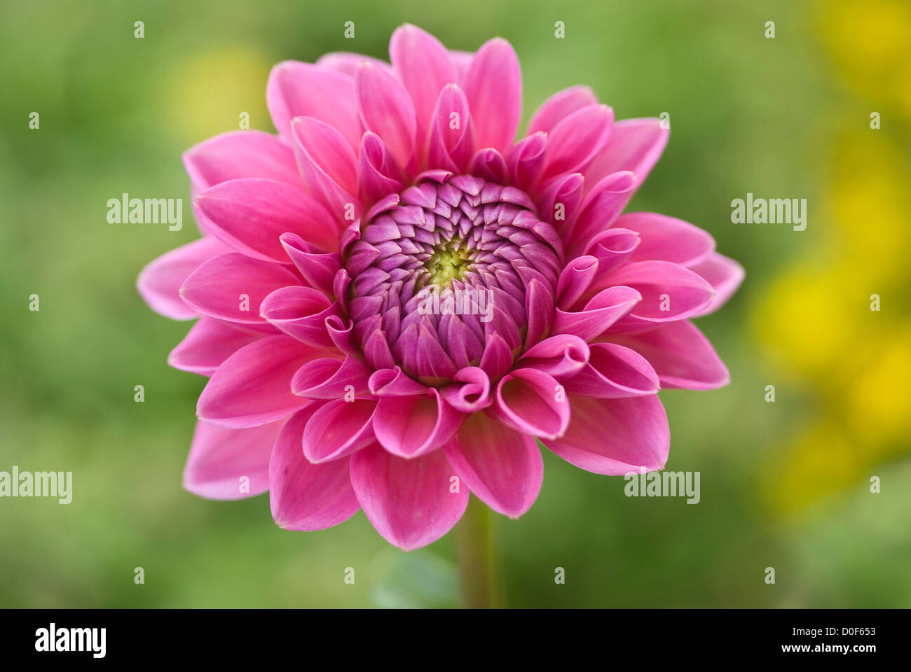 Open center field hi-res stock photography and images - Alamy