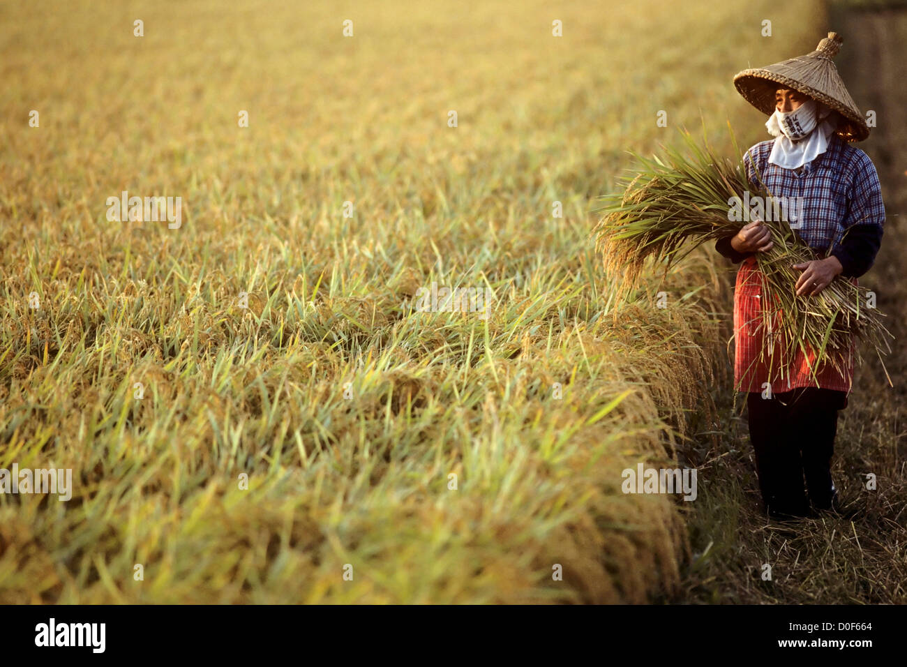 Japanese Rice Farmer High Resolution Stock Photography and Images - Alamy