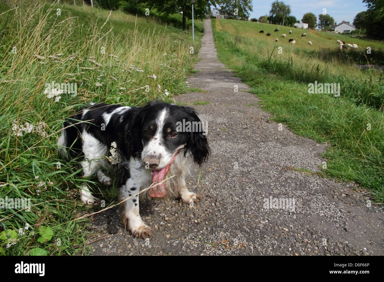 English mud grass hi-res stock photography and images - Alamy