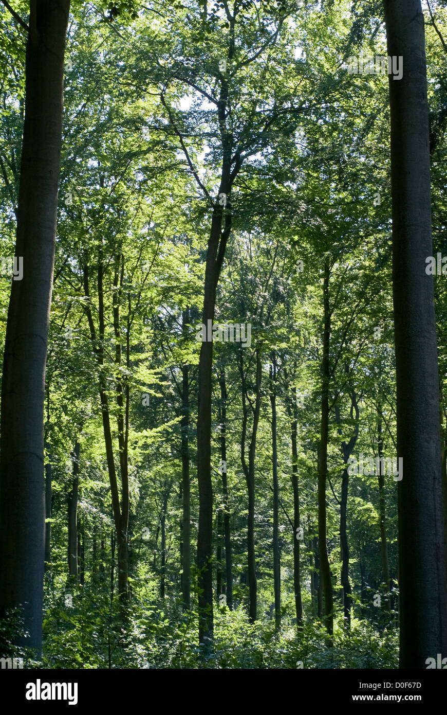 deep forest with high contrast Stock Photo - Alamy