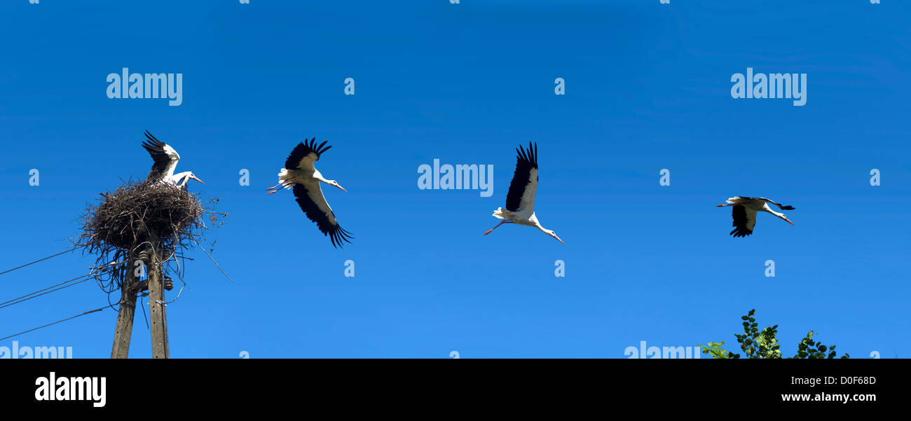 flying stork set Stock Photo - Alamy