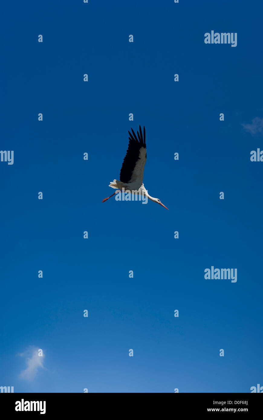Flying stork hi-res stock photography and images - Alamy